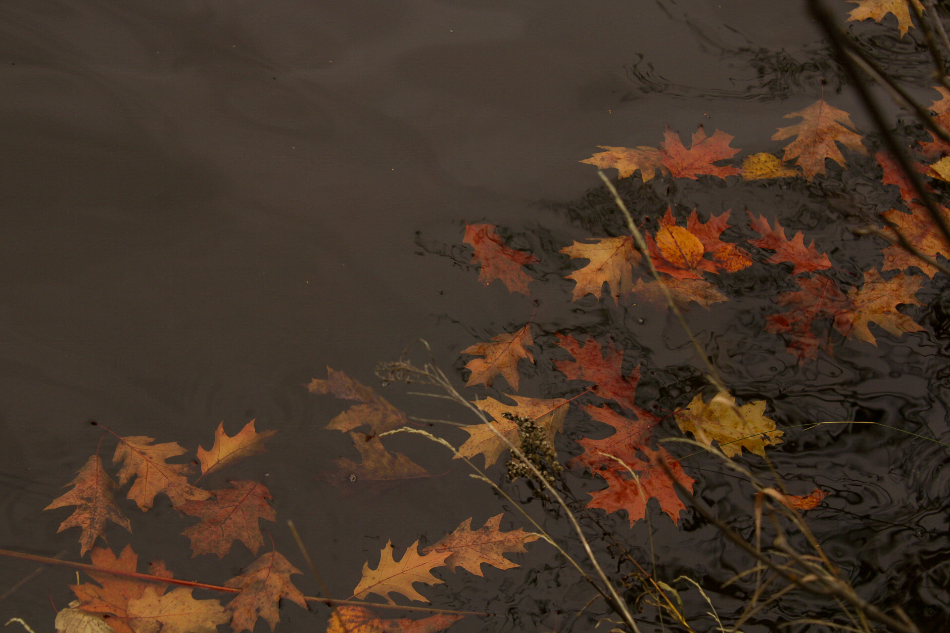 15 Best Spots in Minnesota to See Fall Foliage